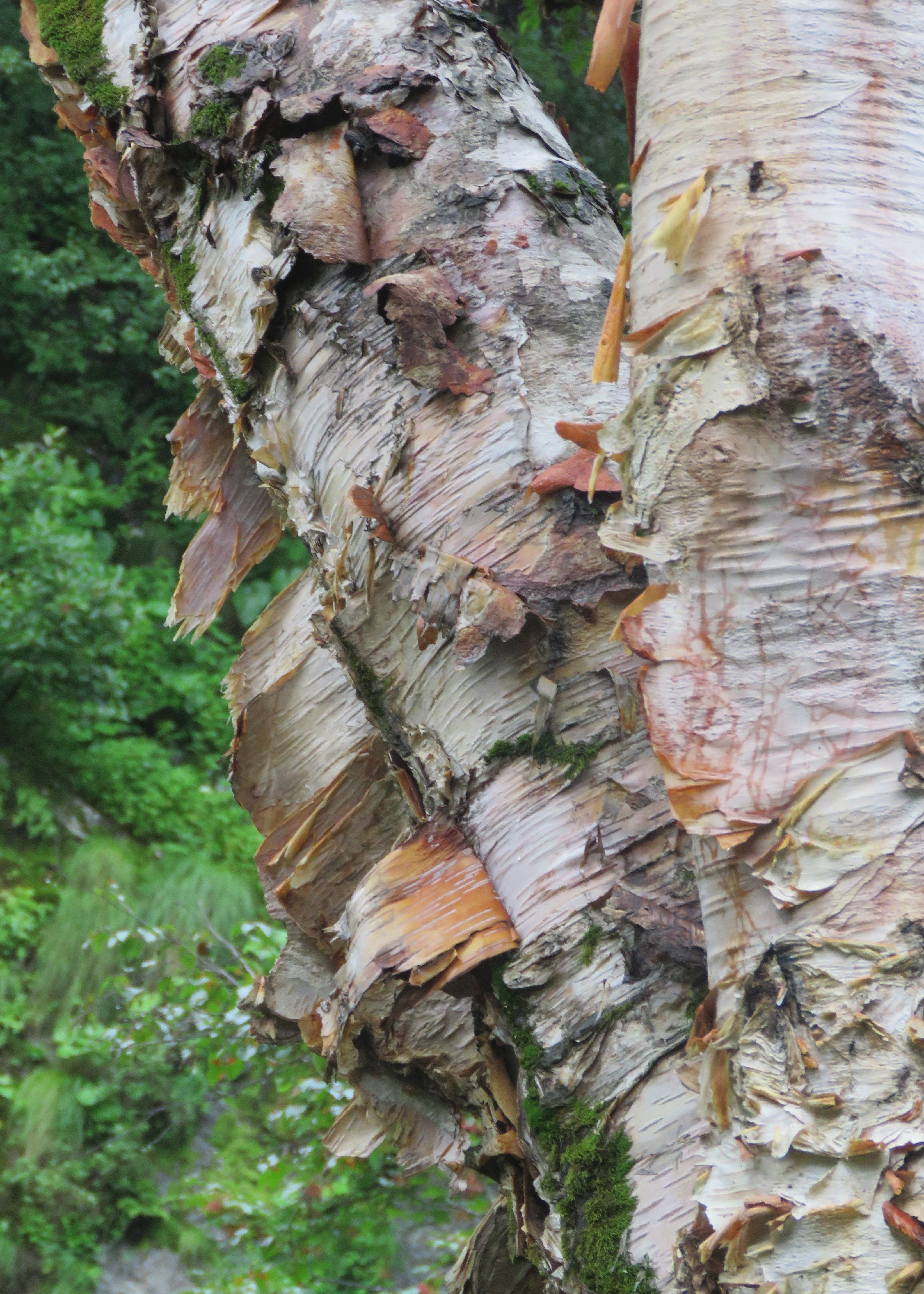 Betula utilis - Himalayan Birch – Elswood Rare Plants
