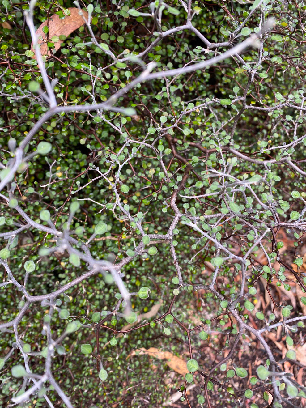Corokia cotoneaster - Wire Netting Bush – Elswood Rare Plants