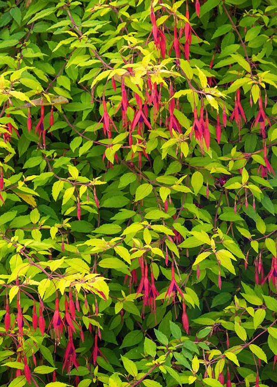 Fuchsia magellanica var. gracilis 'Aurea' – Elswood Rare Plants