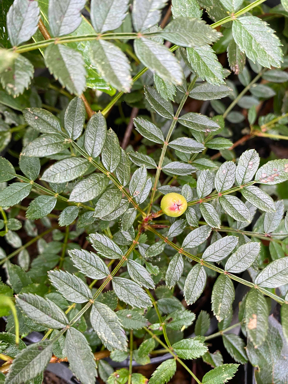 Sorbus reducta - Dwarf Chinese Mountain Ash – Elswood Rare Plants