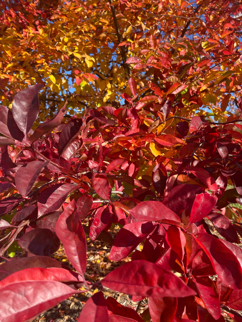 Nyssa sylvatica - Black Tupelo – Elswood Rare Plants