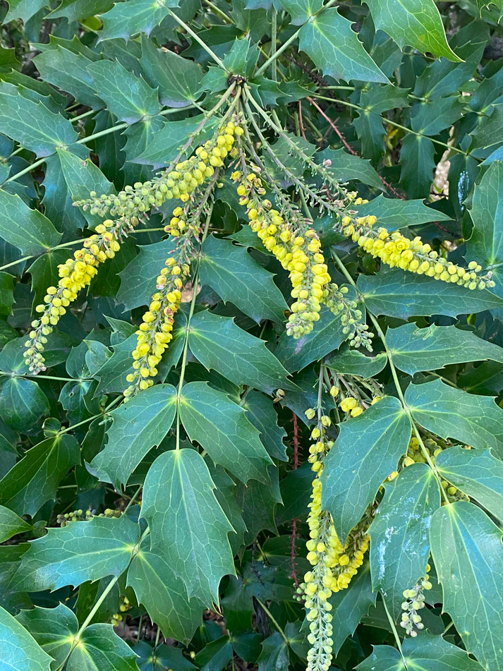Berberis japonica Syn: Mahonia japonica - Chinese Holly Grape – Elswood ...