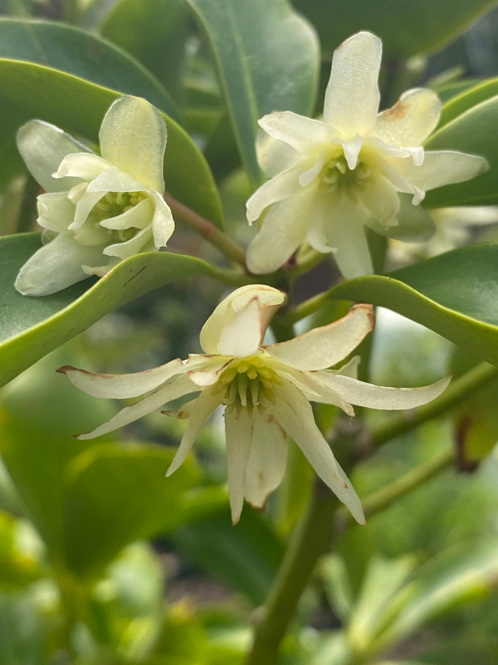 Illicium anisatum - Japanese Anise – Elswood Rare Plants