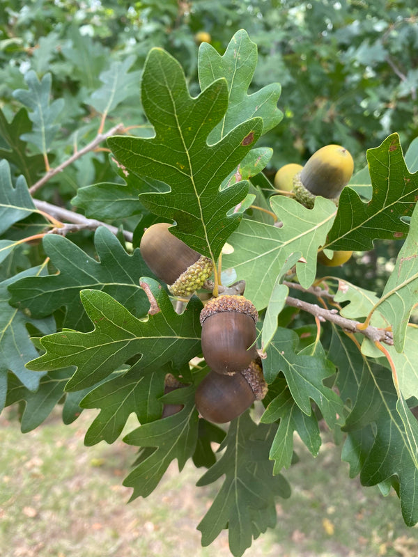Quercus gambelii - Gambel Oak – Elswood Rare Plants