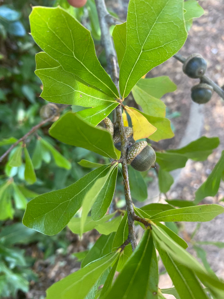 Trees – Elswood Rare Plants