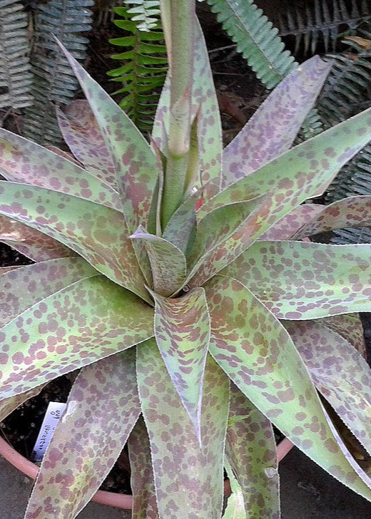 Manfreda maculosa Syn: Agave maculata – Elswood Rare Plants
