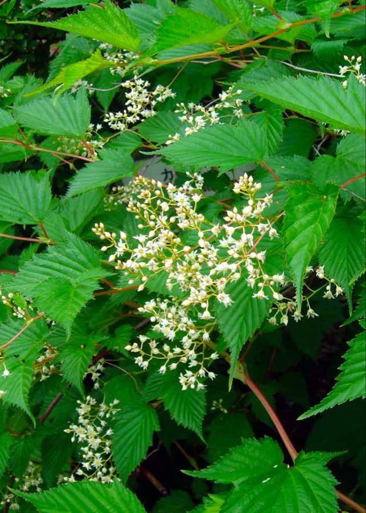Neillia tanakae Syn: Stephanandra tanakae - Japanese Stephanandra ...