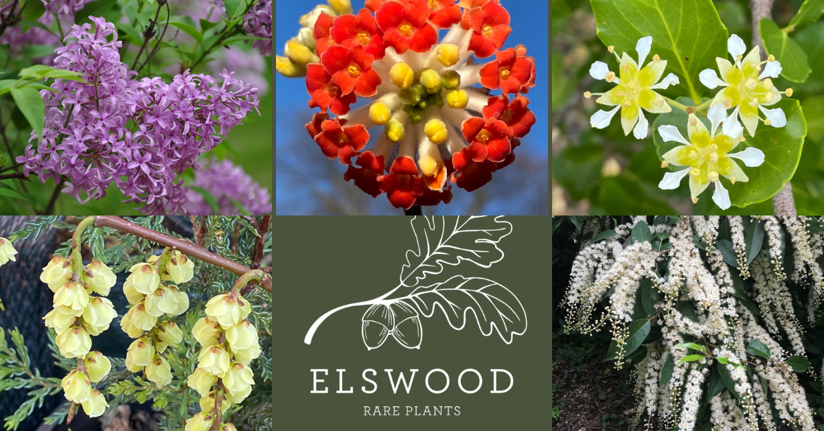 Elswood Rare Plants | Rare & Hard To Find Plant Nursery