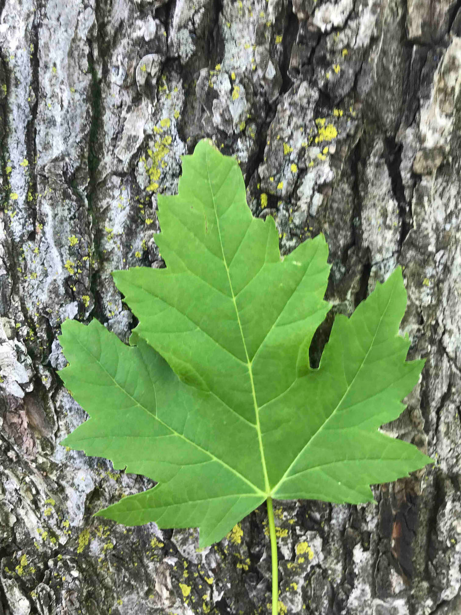 Rare Plants Currently Available – Elswood Rare Plants