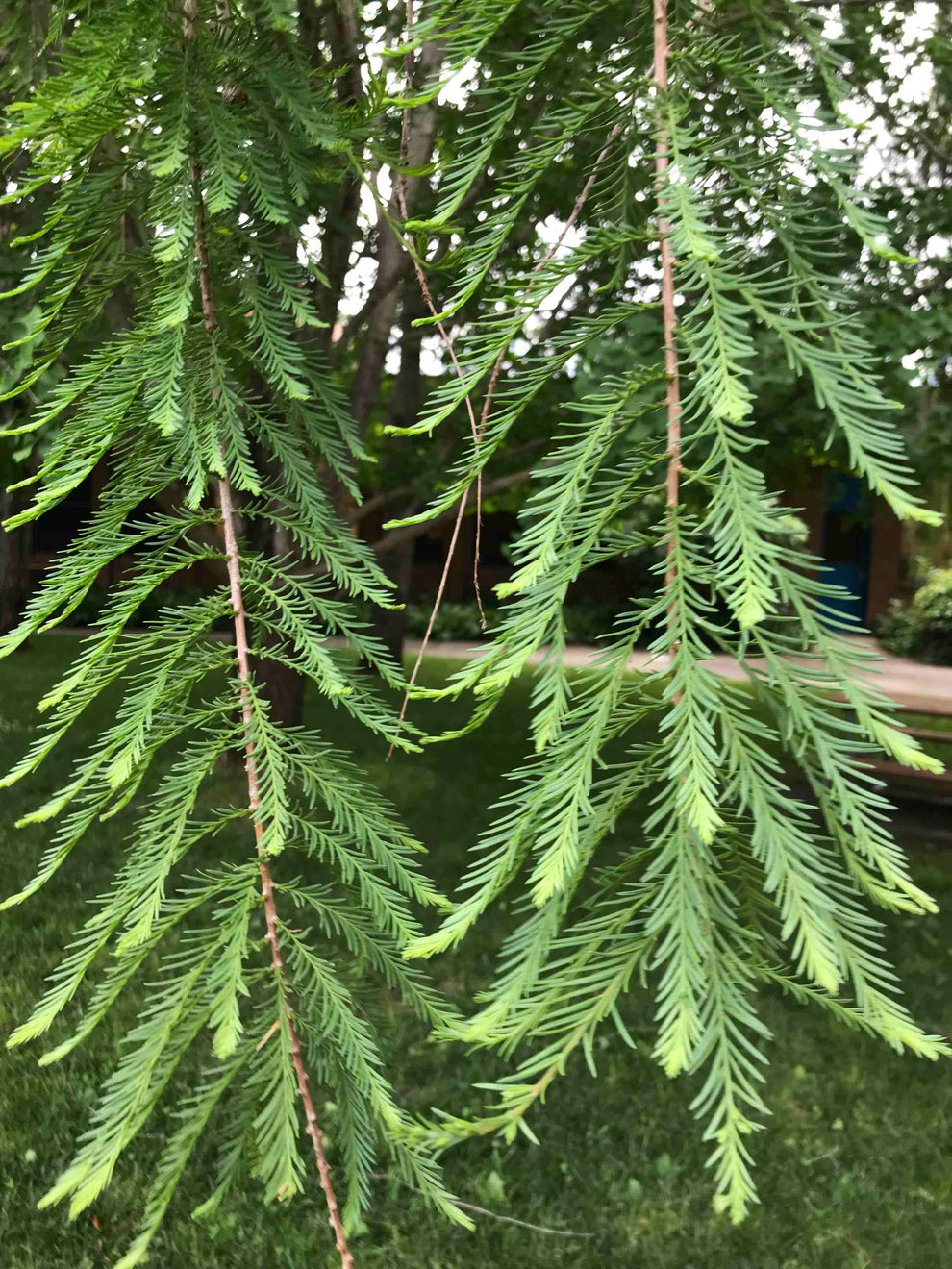 Taxodium mucronatum - Montezuma Cypress – Elswood Rare Plants