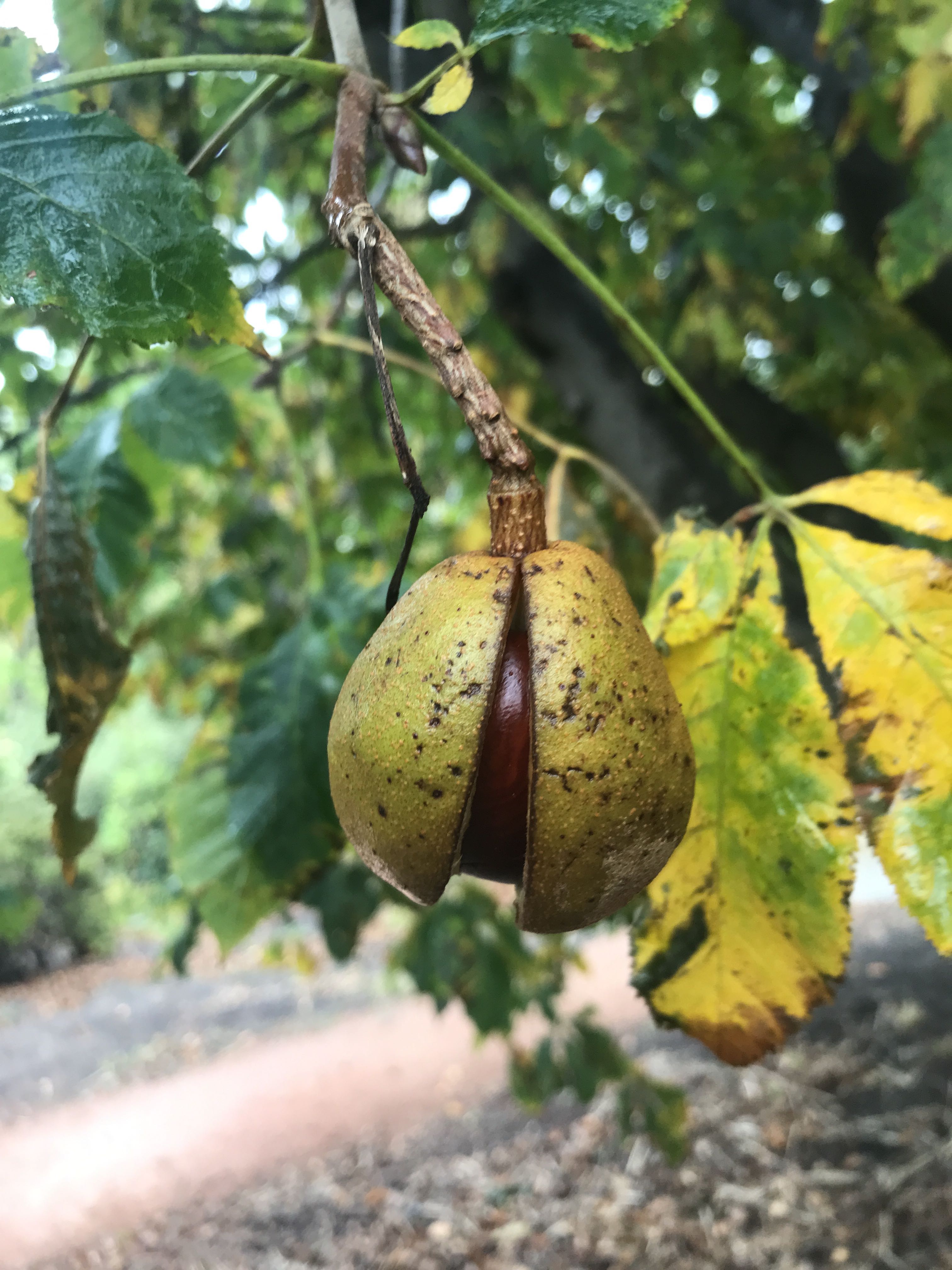 Aesculus indica - Indian Horse Chestnut – Elswood Rare Plants