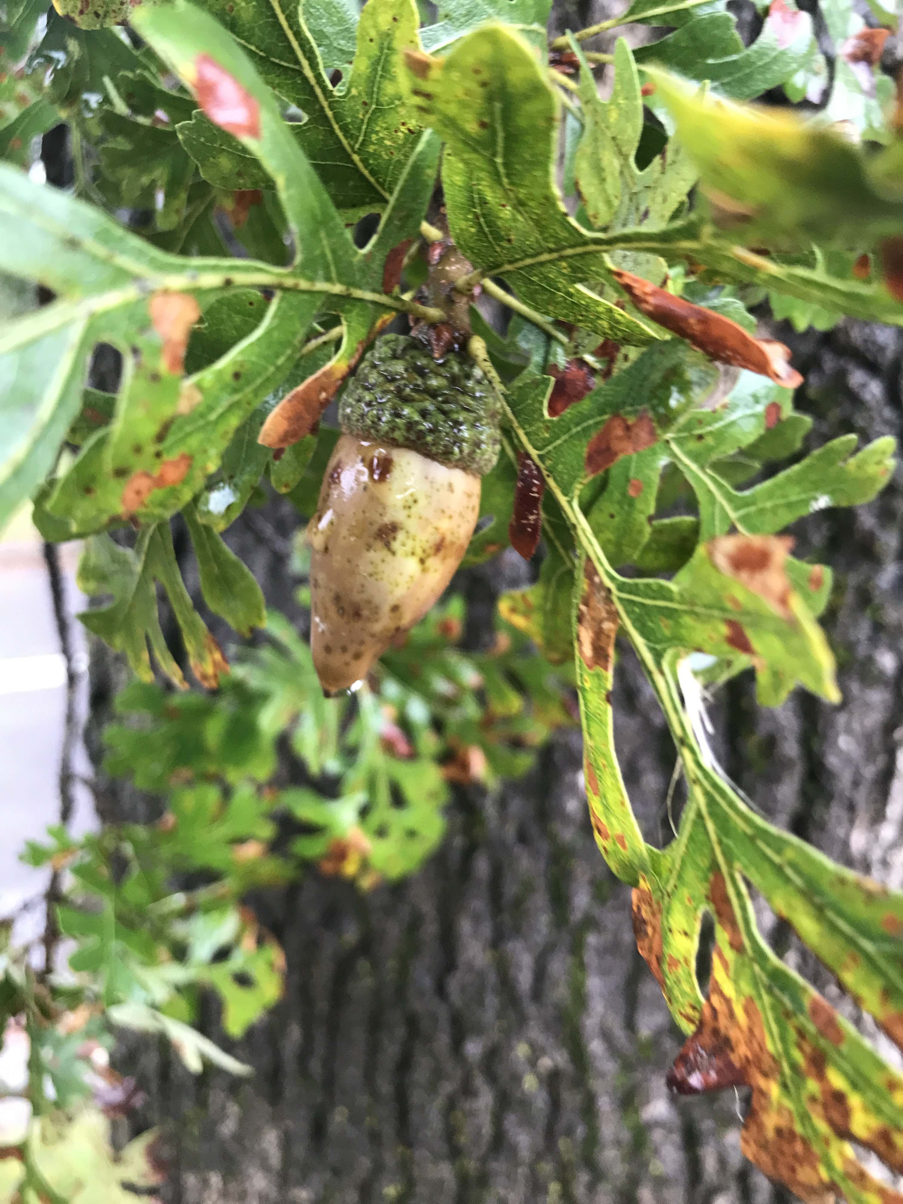 Quercus lobata - Valley Oak – Elswood Rare Plants
