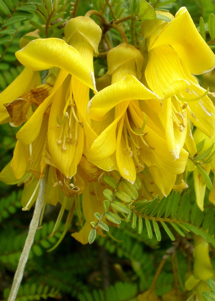 Sophora toromiro - Toromiro – Elswood Rare Plants